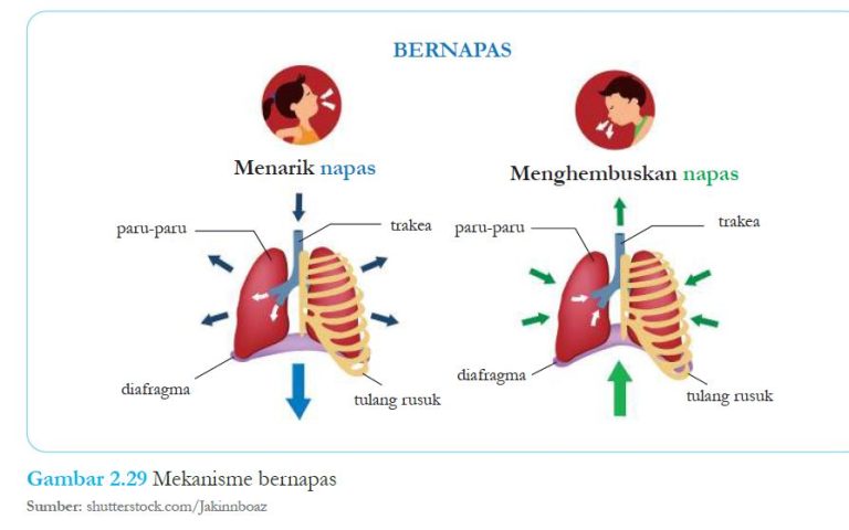 IPA Kelas 8 Bab 2 Sistem Pernapasan - Portal Edukasi